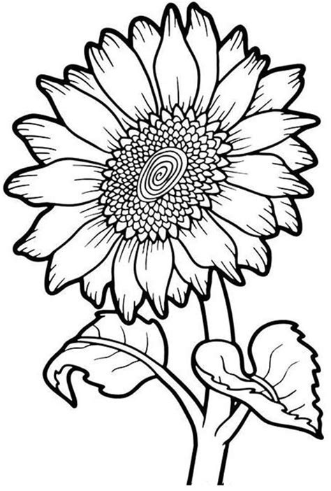 Supresión vegetariano Húmedo girasol dibujo para colorear grueso