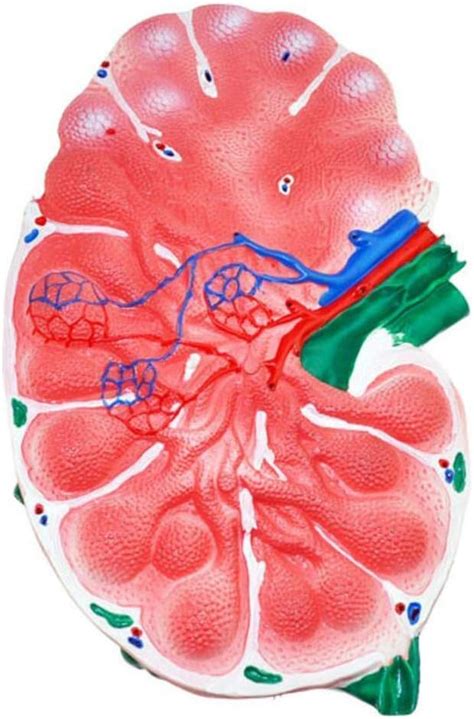 Educational Model Lymph Node Model Human Organ Anatomical Model