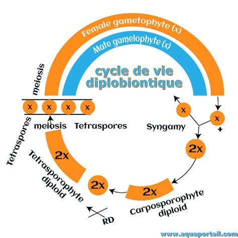 Diplobiontique définition et explications