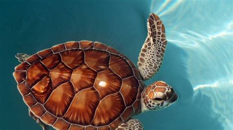 Tortuga Marina X Hd Fondoswiki