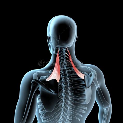 Levator Scapulae Muscle Anatomy For Medical Concept 3D Illustration