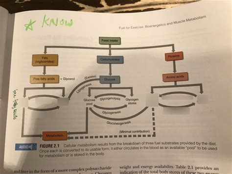 Cellular Metabolism Pt Diagram Quizlet