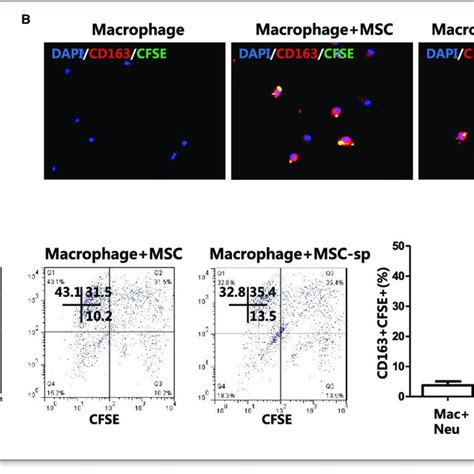 Mesenchymal Stem Cells MSCs Accelerate M2 Macrophages Infiltration
