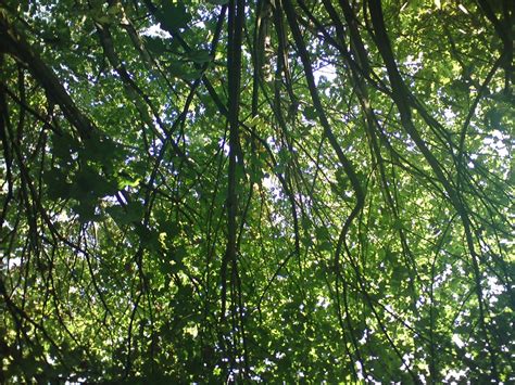 Fotos gratis árbol bosque rama luz de sol flor verde botánica