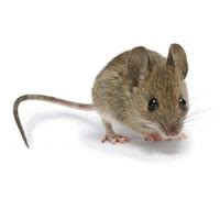 Tipos de ratos mais comuns no Brasil saiba como identificá los