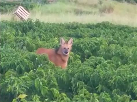 A Gazeta Lobo guará é visto no meio de plantação de café em Alegre