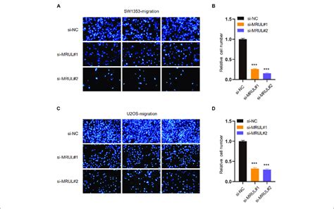 Knockdown Of LncRNA MRUL Suppressed OS Cell Migration A C The