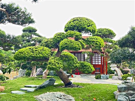 Cây tùng la hán Ý nghĩa phong thủy cách trồng và cách chăm sóc
