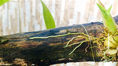 Aprenda A Plantar E Cultivar Orqu Deas Em Troncos Plantasonya O Seu