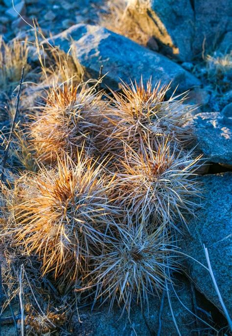 Strawberry Hedgehog Cactus Echinocereus Engelmannii A Group Of