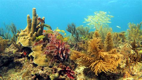 Coralinas O Arrecifes De Coral Colombia Verde