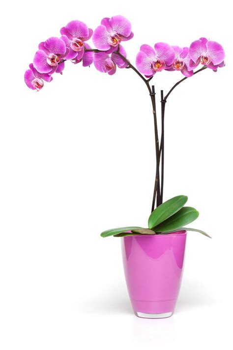 Introducir 64 Imagen Como Cuidar De Las Orquideas Viaterra Mx