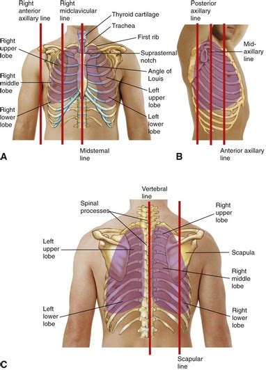 Chest And Lungs Basicmedical Key