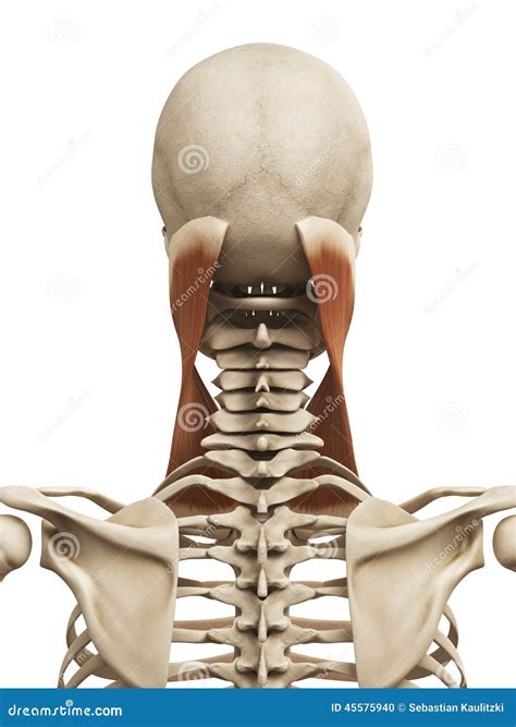 Diagram Of Sternocleidomastoid Muscle