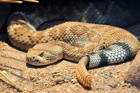 Serpientes de cascabel habitantes distinguidas de Nuevo León Orgullo