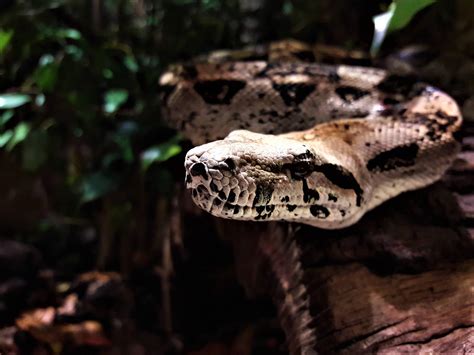 Las Serpientes más Venenosas del Mundo Animales Salvajes