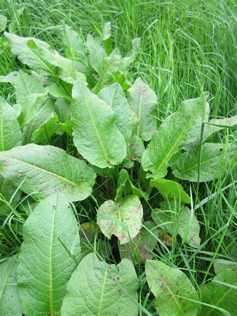 Rumex Obtusifolius Pixabay