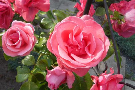 Fotos Gratis Flor P Talo Florecer Rosado Floribunda Flor De Rosa