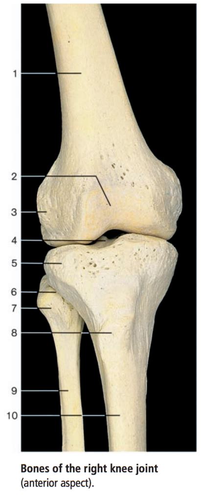 Knee Joint Anterior View Diagram Quizlet
