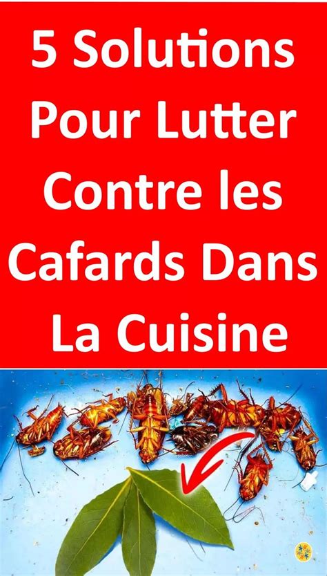 Débarrassez vous des Cafards de la Cuisine Avec 5 Trucs Importants