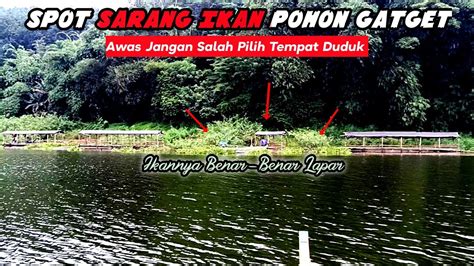 MANCING DI SPOT INI JANGAN SAMPAI SALAH DUDUK POHON GATGET YouTube