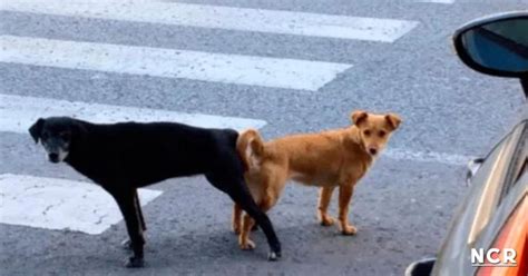Por Qu Nunca Se Deber A Separar A Los Perros Que Se Quedan Pegados