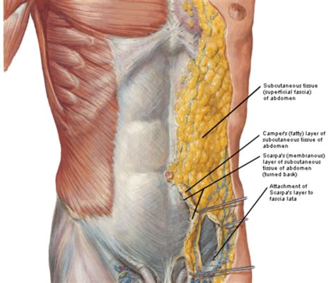 24 Contents Of Abdominal Cavity Flashcards Quizlet