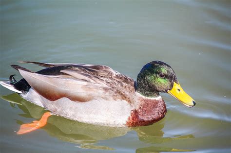 Kaczka Ptak Basen Darmowe zdjęcie na Pixabay Pixabay
