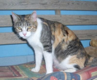 Mini Gato Adoptado En Alicante Bamb Difunde