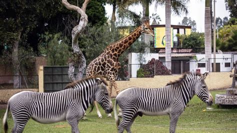 Qu Hacer En Lima Per Actividades Y Lugares Gratis