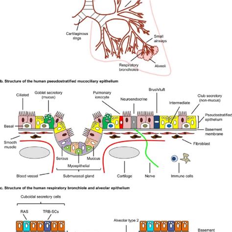 The Human Respiratory System A Structure Of The Human Respiratory