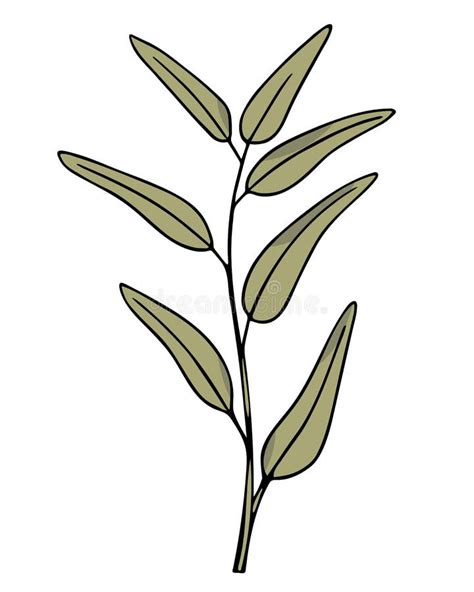 Olive Branch Hand Drawn Doodle Sketch Twig With Leaves Outline