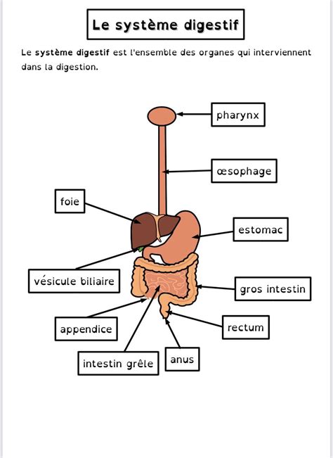exercices sur le système digestif Geographie CE1 CP La Salle des