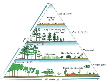 Sinh Học 12 Bài 44 Chu Trình Sinh Địa Hóa Và Sinh Quyển Điện Máy VVC