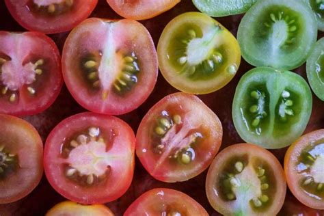 How To Harvest Tomato Seeds In 5 Easy Steps Minneopa Orchards