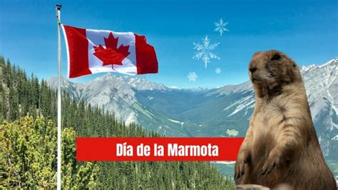 Canadá celebra el 2 de febrero el Groundhog Day The Bridge Canada