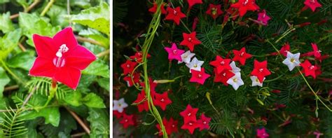 24 Plantas Para Atrair Borboletas E Beija Flores No Jardim Jardineiro Net