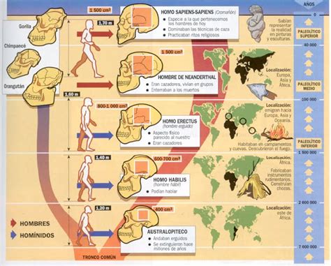 Entre amigos Evolución de los homínidos