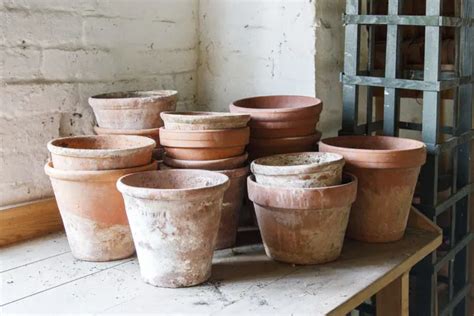 Comment Cultiver De L Ail En Pots Tapes Par Tapes Jardin De Grand