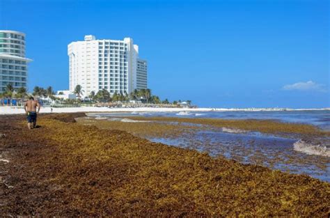 PREVÉN ARRIBO MASIVO DE SARGAZO Sol Quintana Roo Noticias Quintana Roo