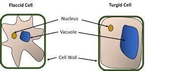 Biology Topic 6 Flashcards Quizlet