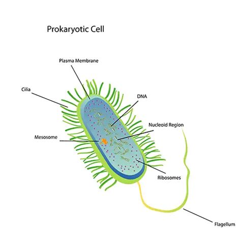 Prokaryotic Cells Facts All You Need To Know Education Site