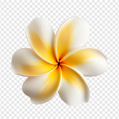 Free Psd Plumeria Flower Png Isolated On Transparent Background