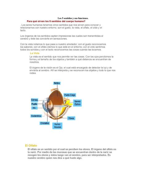 Los 5 Sentidos Y Sus Funciones Los Sentidos Del Cuerpo Organos De