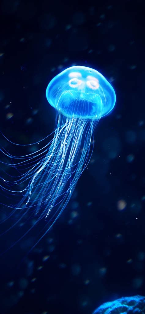 Update 60 Jellyfish Wallpaper In Cdgdbentre