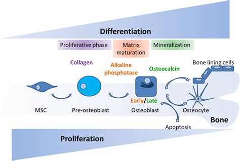 Osteogenic Marker