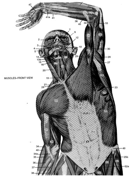 Ul Anterior Muscles Diagram Quizlet