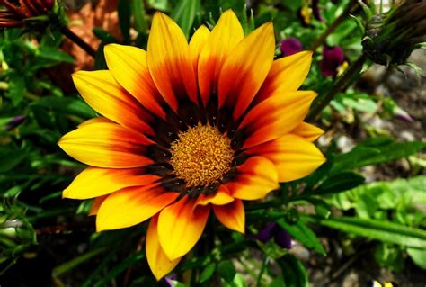 Gazanie Blommor Sommar Gratis foto på Pixabay Pixabay