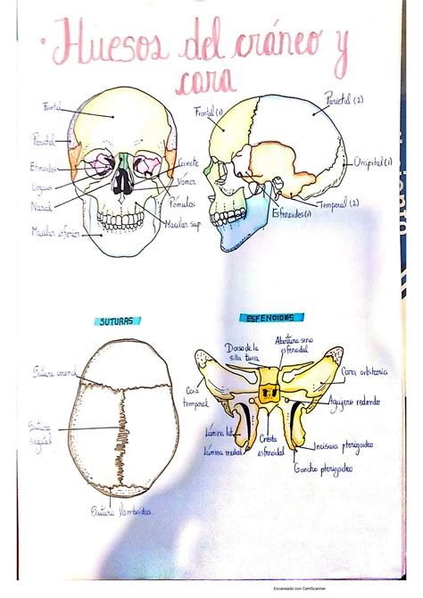 Solution Dibujos De Huesos Y M Sculos Del Cuerpo Humano Studypool