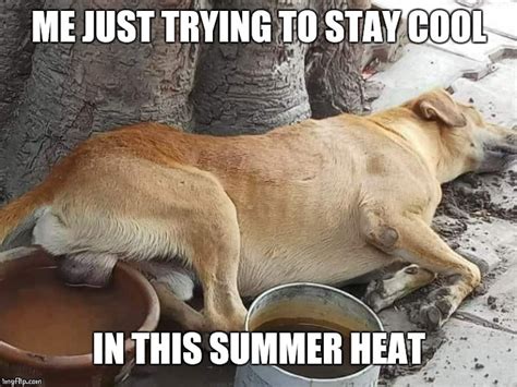 35 Sizzling Hot Weather Memes For Beating The Summer Heat